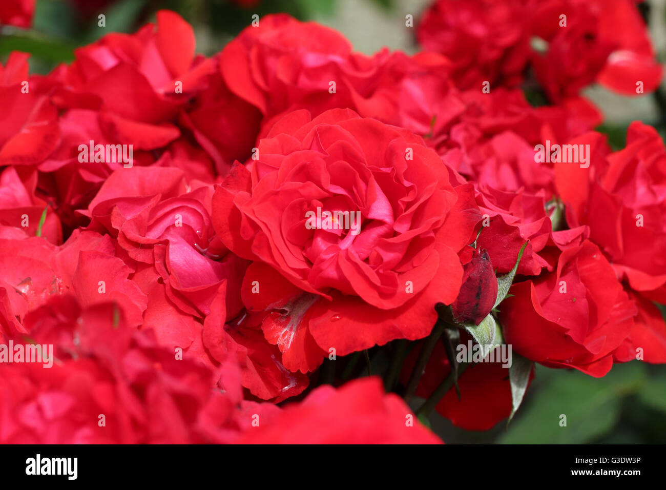 red roses garden Stock Photo - Alamy