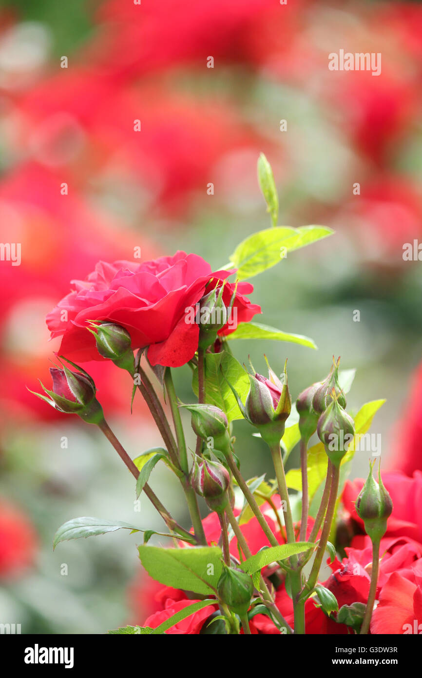 garden with red roses spring scene Stock Photo - Alamy