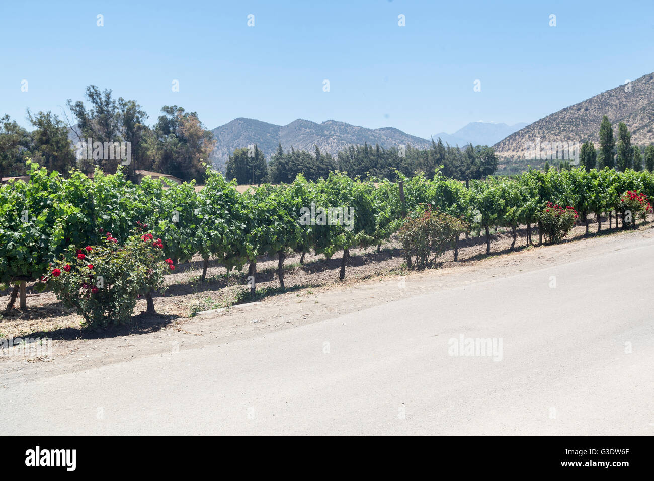 Vineyard Winery Santiago do Chile Stock Photo - Alamy
