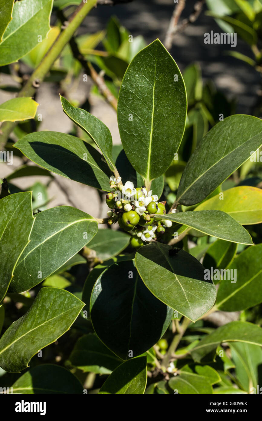 Ilex species hi-res stock photography and images - Alamy
