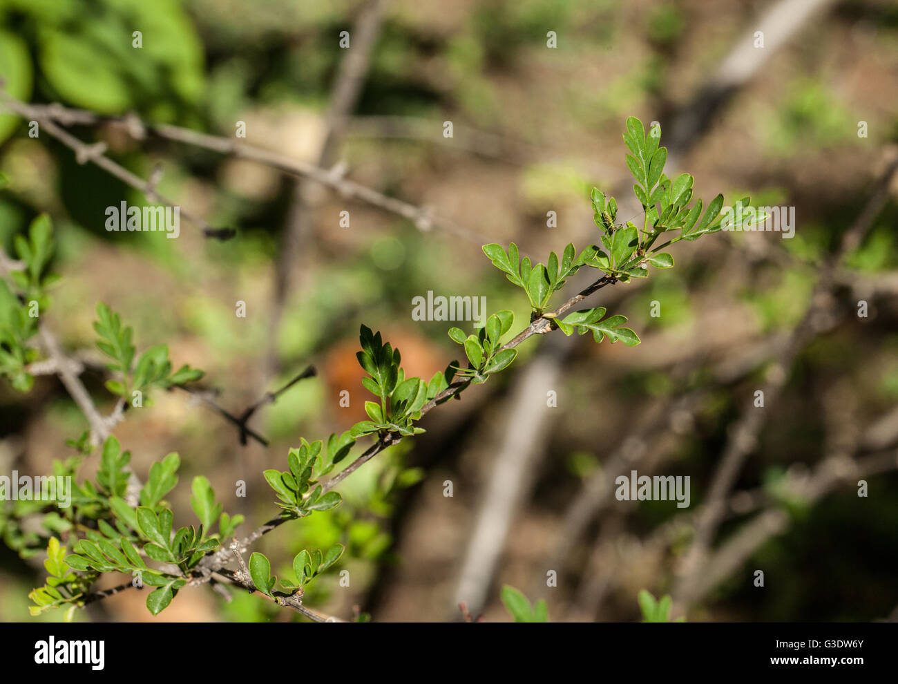 Syringa afghanica hi-res stock photography and images - Alamy