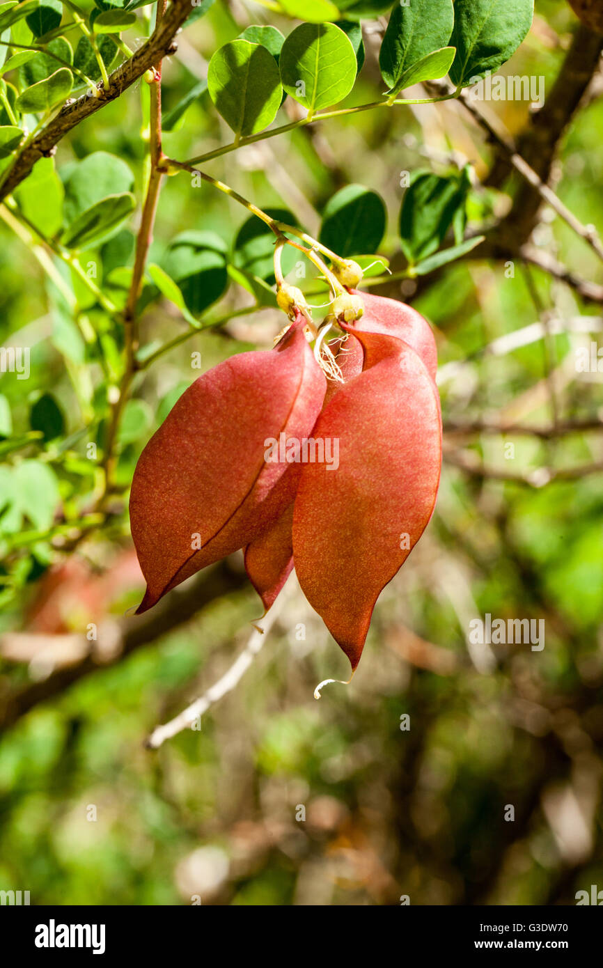 Colutea arborescens hi-res stock photography and images - Alamy
