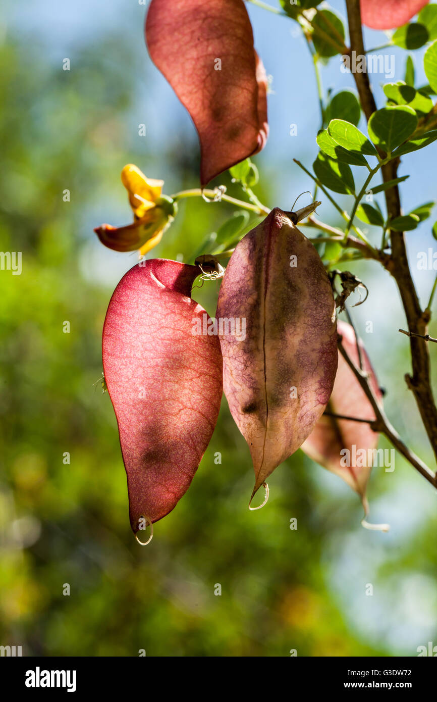 Colutea arborescens hi-res stock photography and images - Alamy