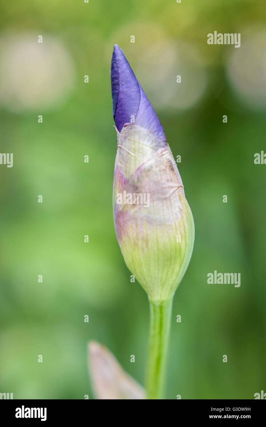 blue purple iris bud close up Stock Photo - Alamy