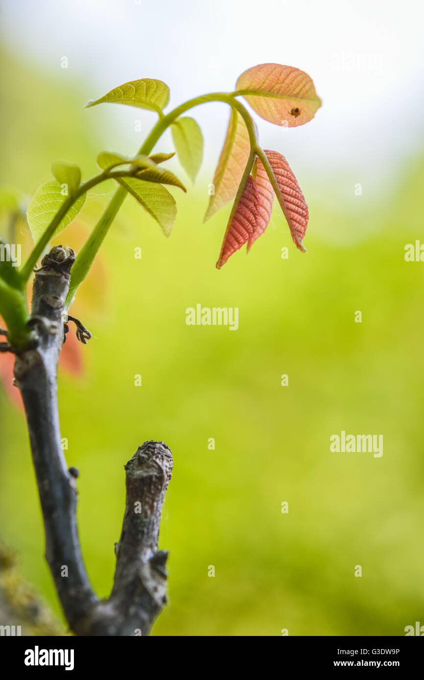 leaves of walnut tree growing in spring Stock Photo - Alamy