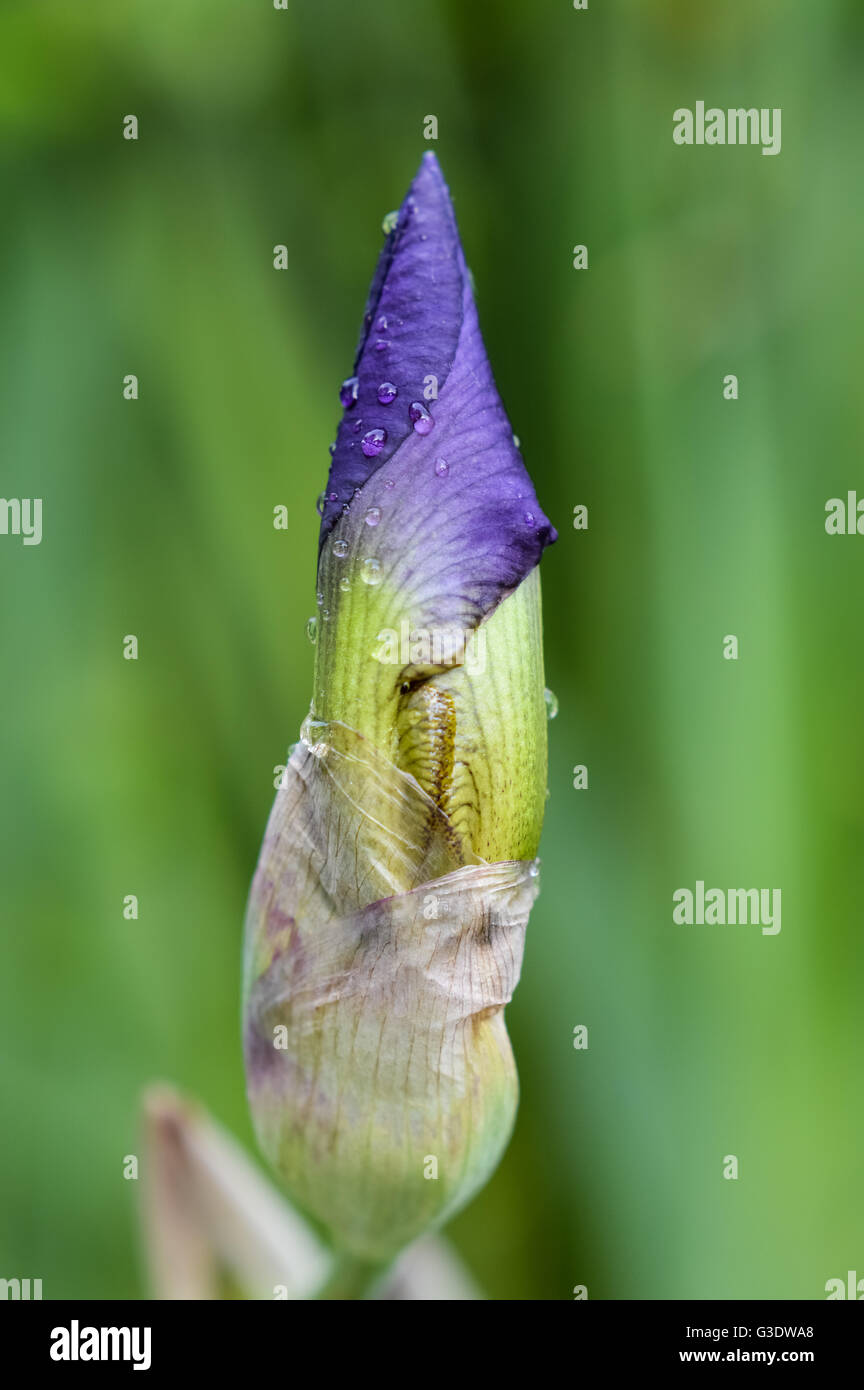 Iris Bud High Resolution Stock Photography and Images - Alamy