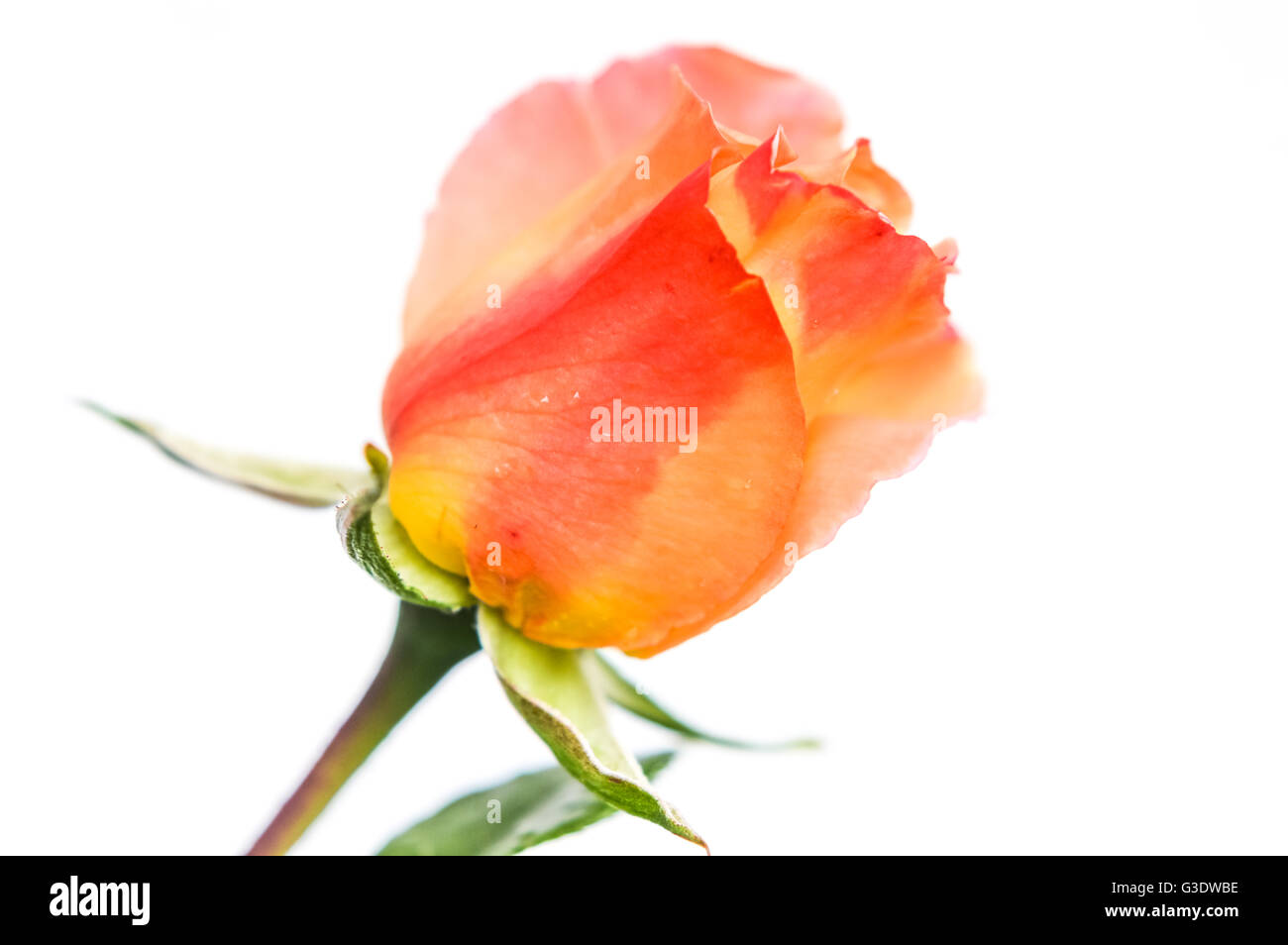 elegant red and orange rose on white background Stock Photo - Alamy