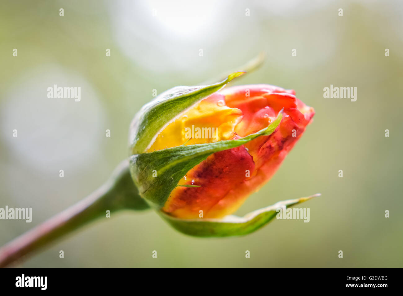 beautiful red and orange rose bud profile Stock Photo - Alamy