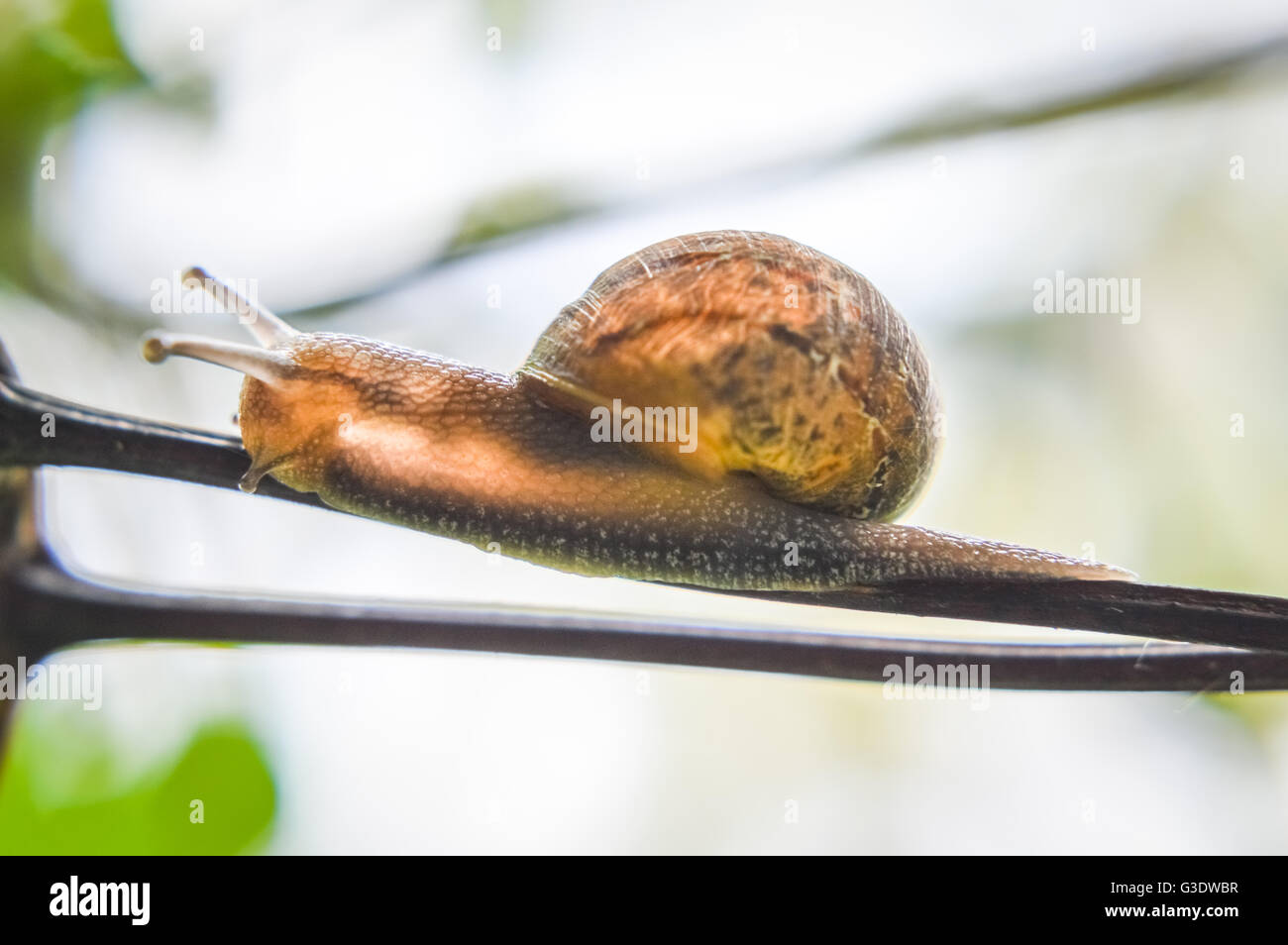 Lit up snail shell hi-res stock photography and images - Alamy
