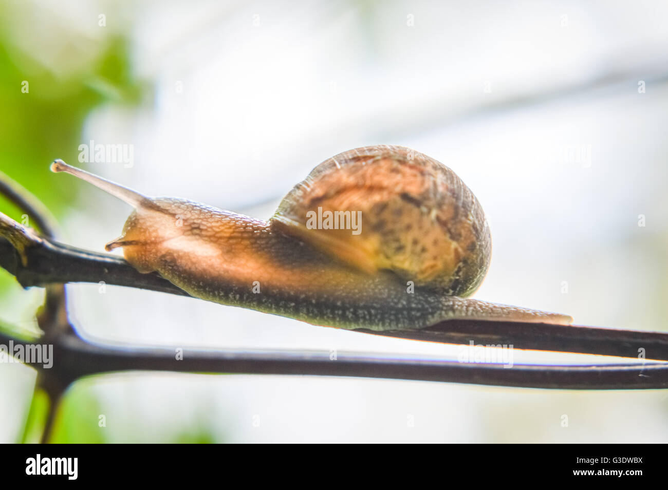 Back lit snail shell hi-res stock photography and images - Alamy