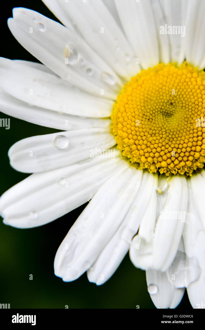 beautiful daisy macro with raindrops Stock Photo - Alamy