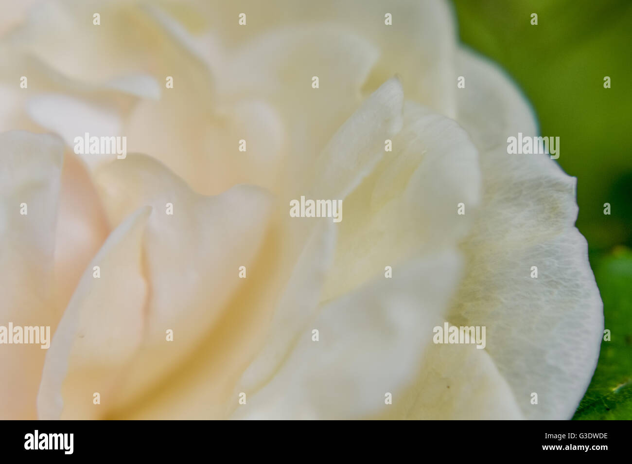 soft pink and yellow rose petals macro Stock Photo - Alamy