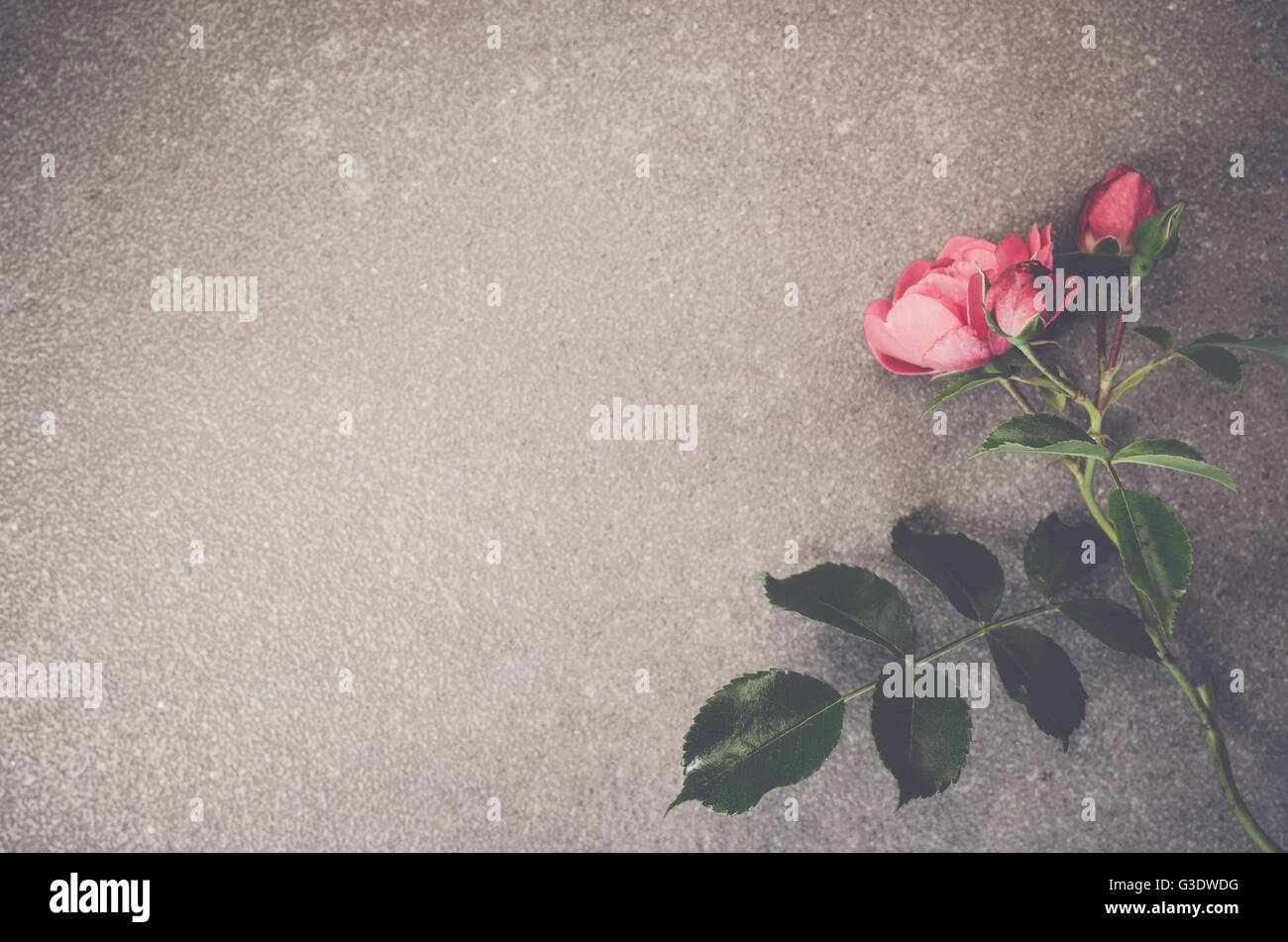 rose twig with pink blossoms and leaves on a rough stone background ...