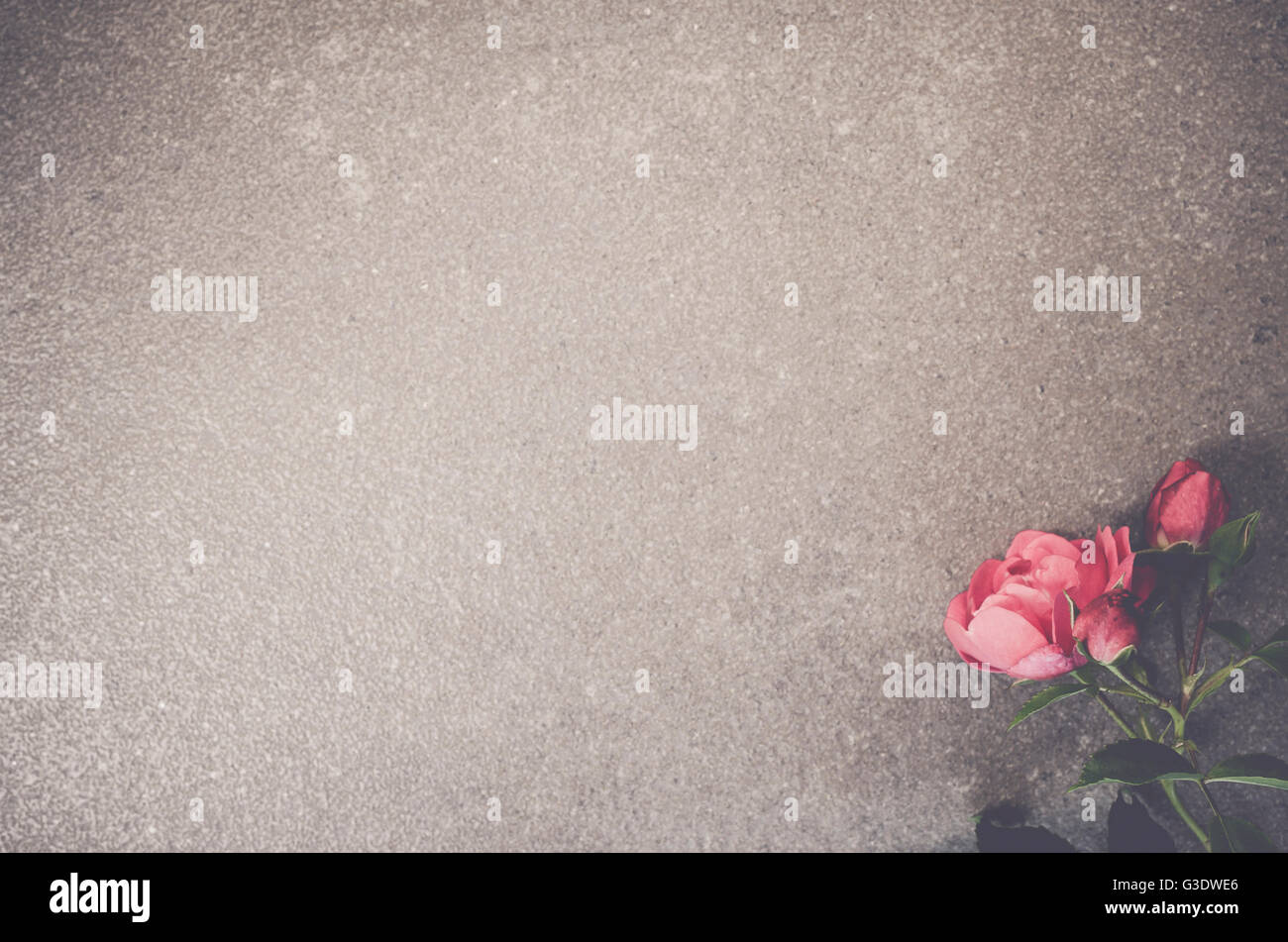 rose twig with pink blossoms and leaves on a rough stone background ...