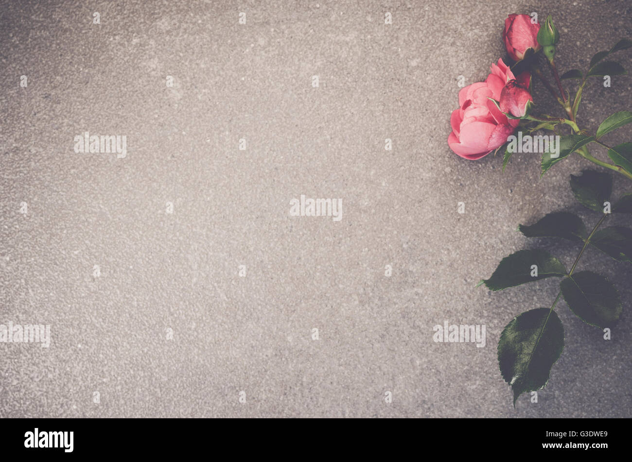 rose twig with pink blossoms and leaves on a rough stone background ...