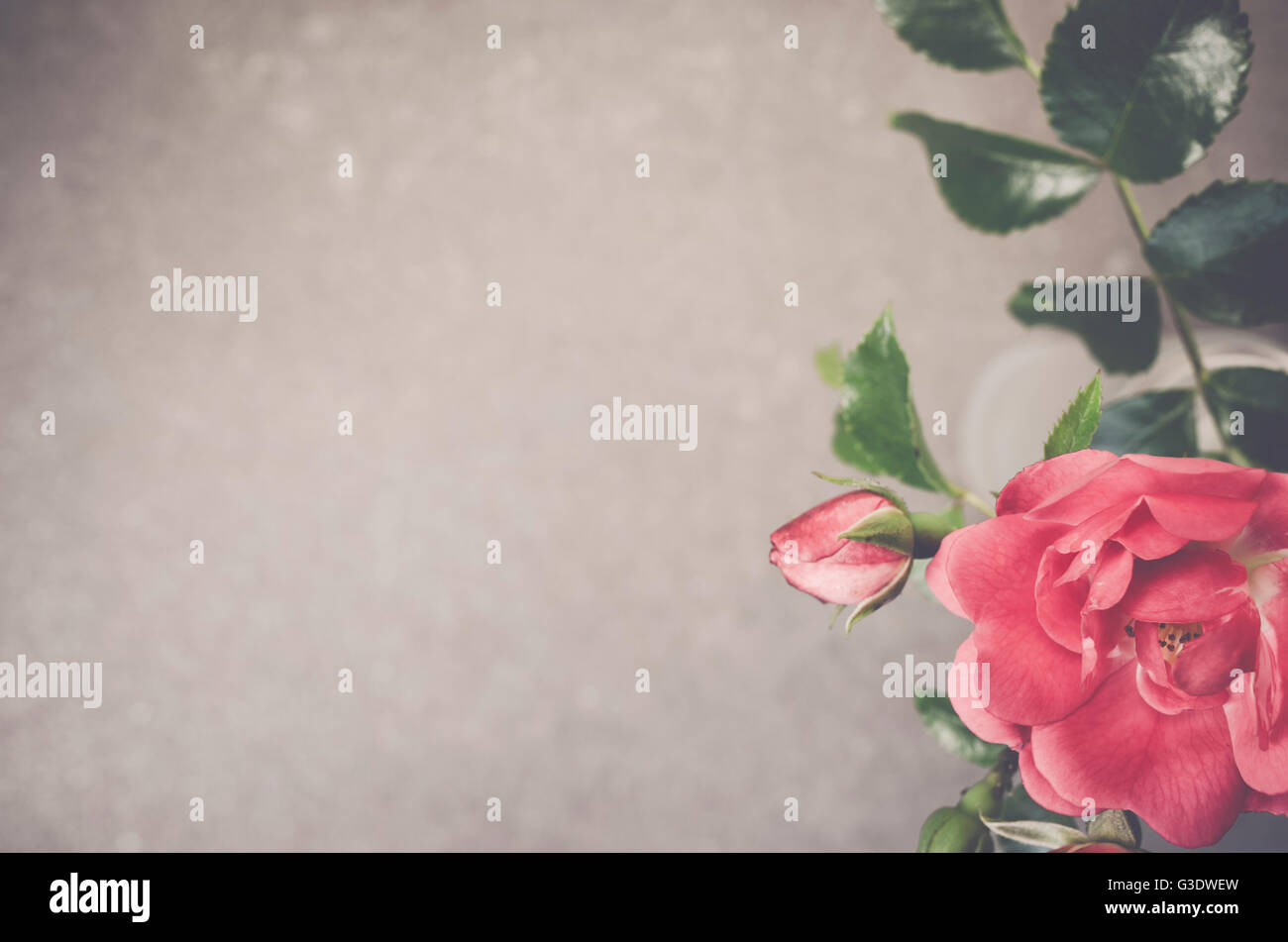 rose twig with pink blossoms and leaves on a rough stone background ...