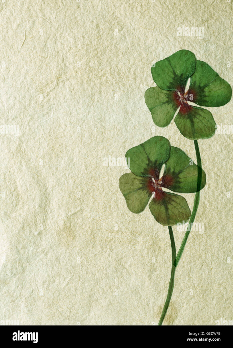 Pressed four leaf clover on old paper Stock Photo - Alamy