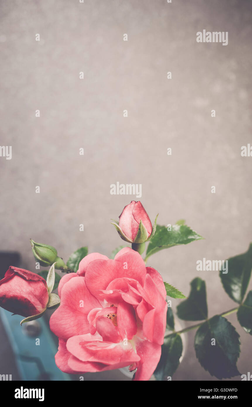 rose twig with pink blossoms and leaves on a rough stone background ...