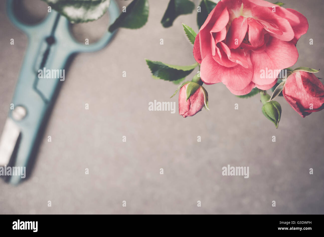 rose twig with pink blossoms and leaves on a rough stone background ...