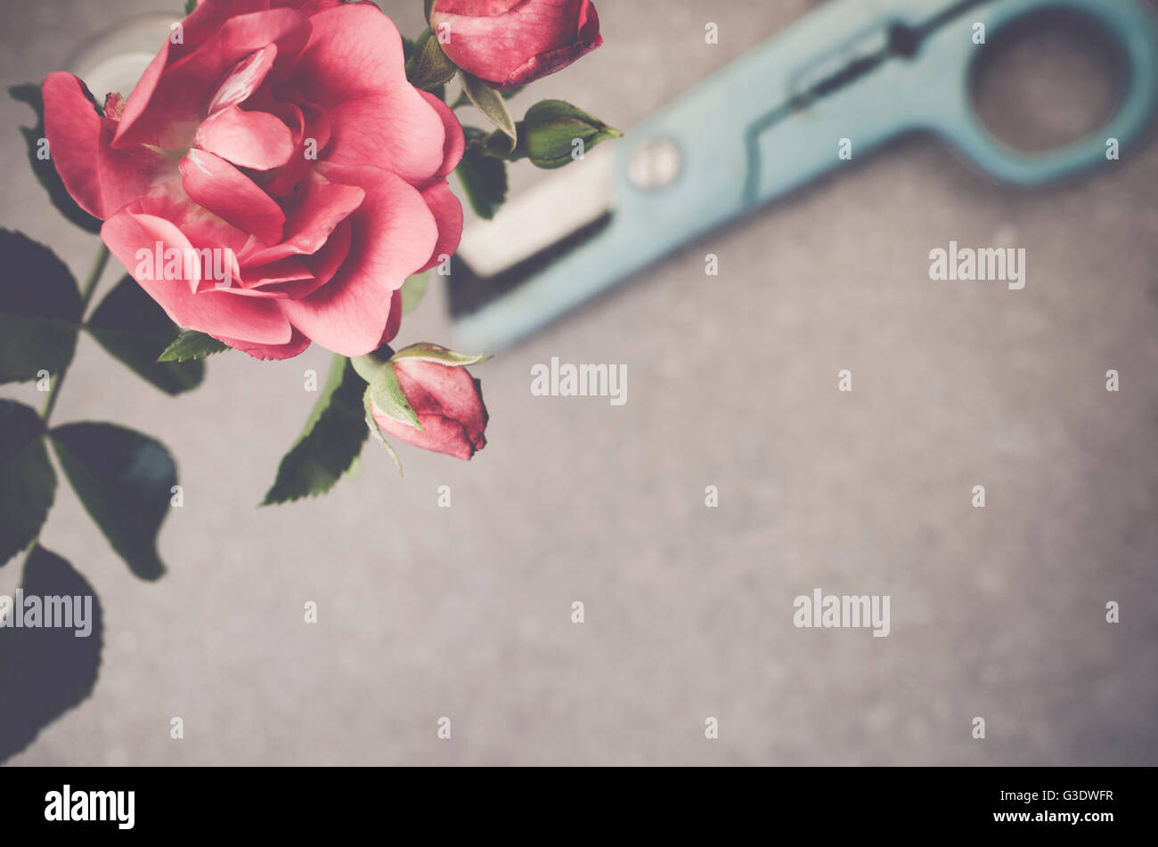 rose twig with pink blossoms and leaves on a rough stone background ...