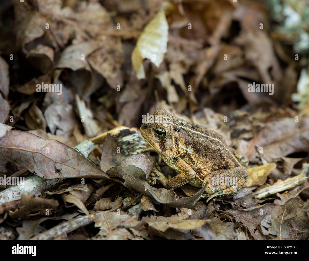 Toad in Dried Leaves aside a trail in early summer Stock Photo - Alamy