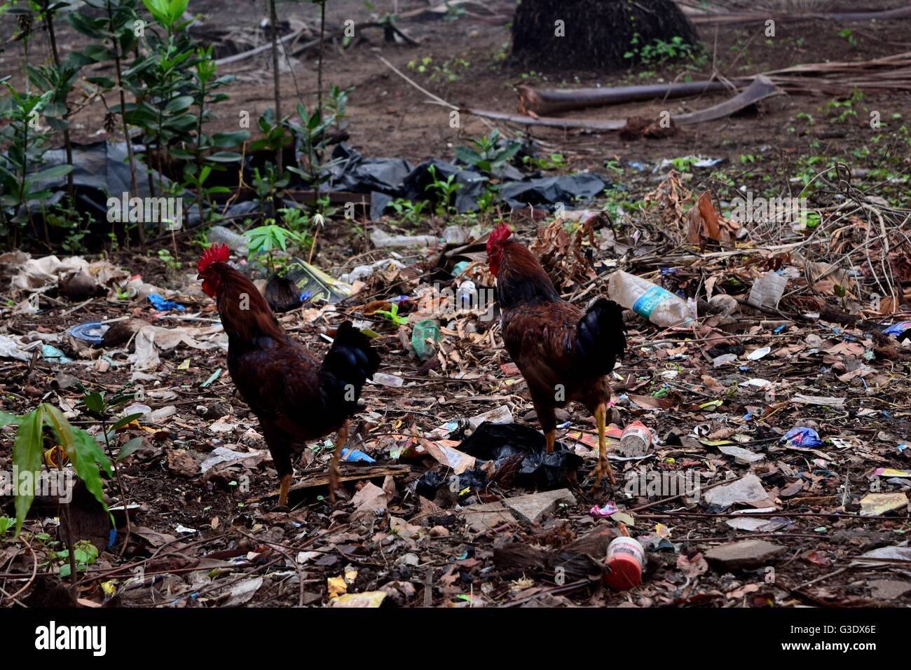 Horizontal rooster hi-res stock photography and images - Alamy