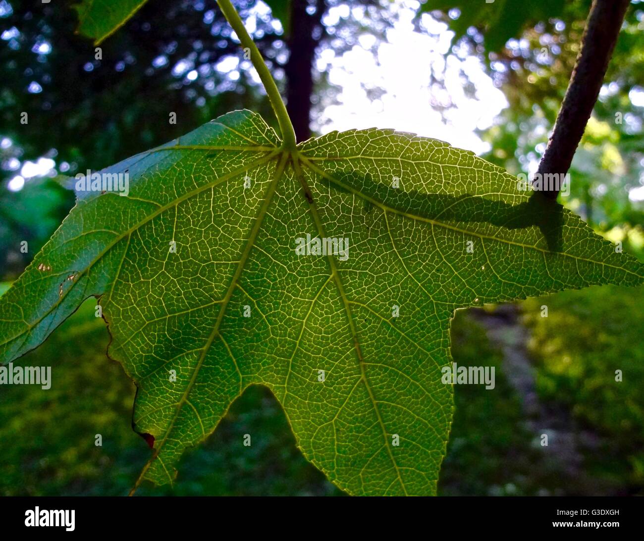 Illuminated Leaf High Resolution Stock Photography and Images - Alamy