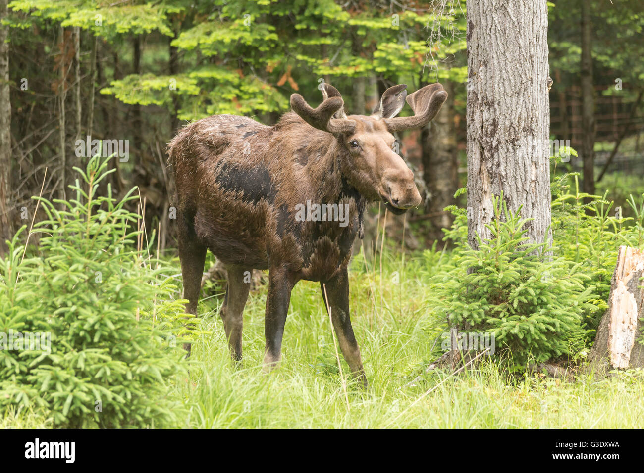 Male moose in a green forest Stock Photo - Alamy