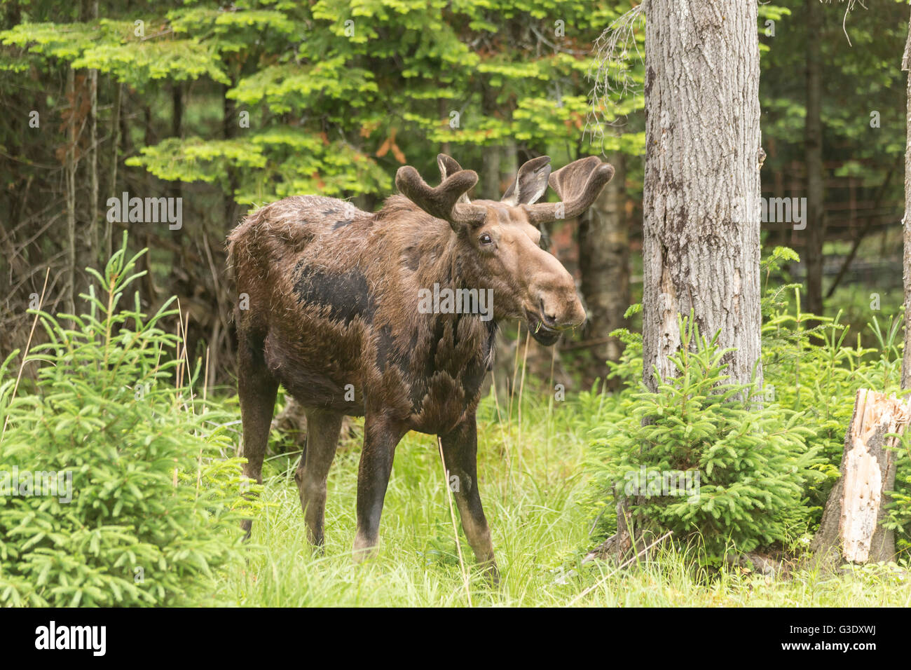 Male moose hi-res stock photography and images - Alamy