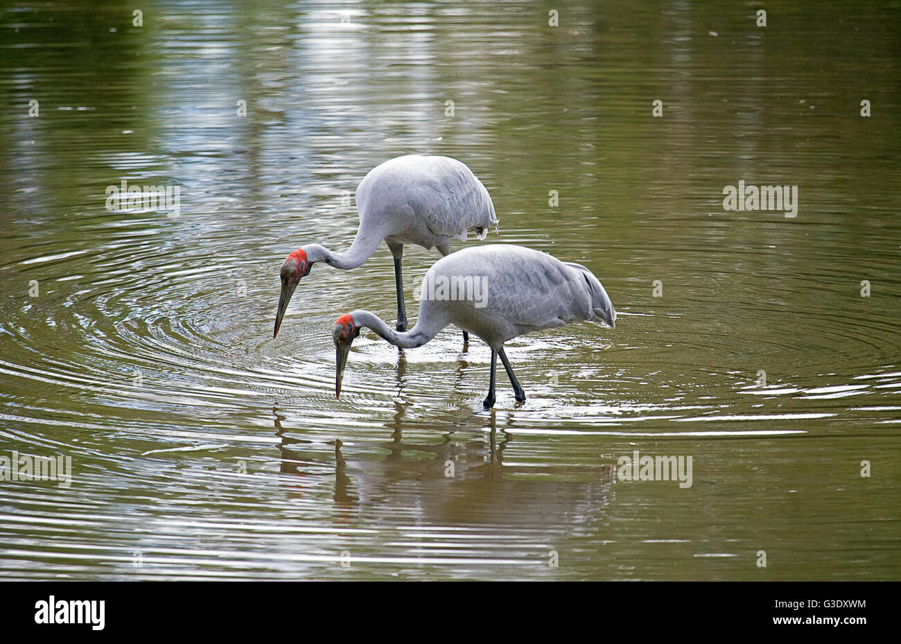 Brolgas Feeding, WA, Australia Stock Photo - Alamy