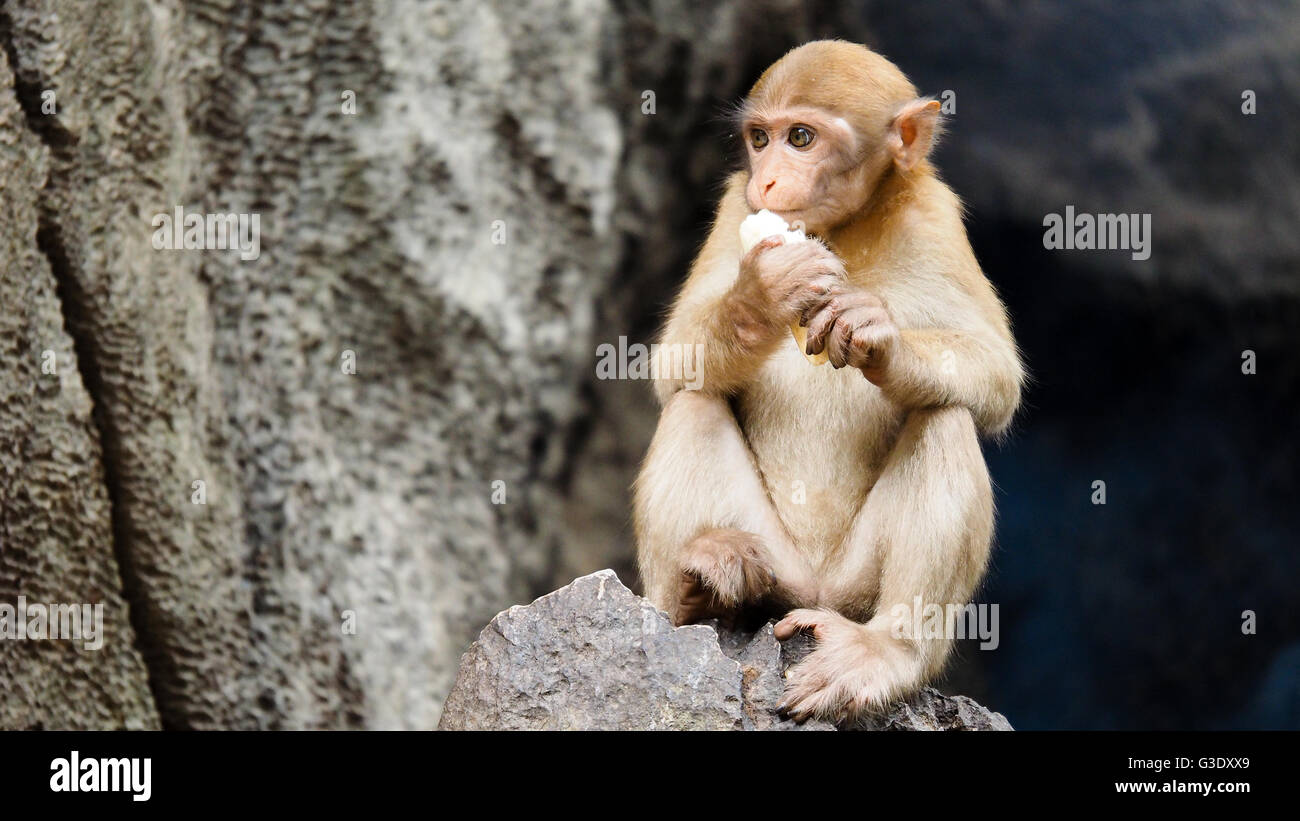 Cute little monkey begging for food Stock Photo - Alamy