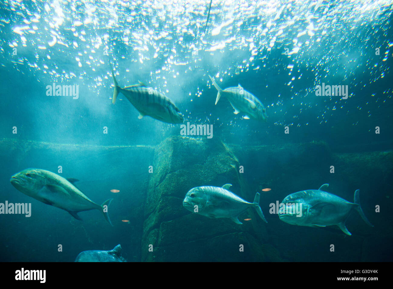 View of aquatic display at Waikiki Aquarium. Fish and reef ecosystem ...
