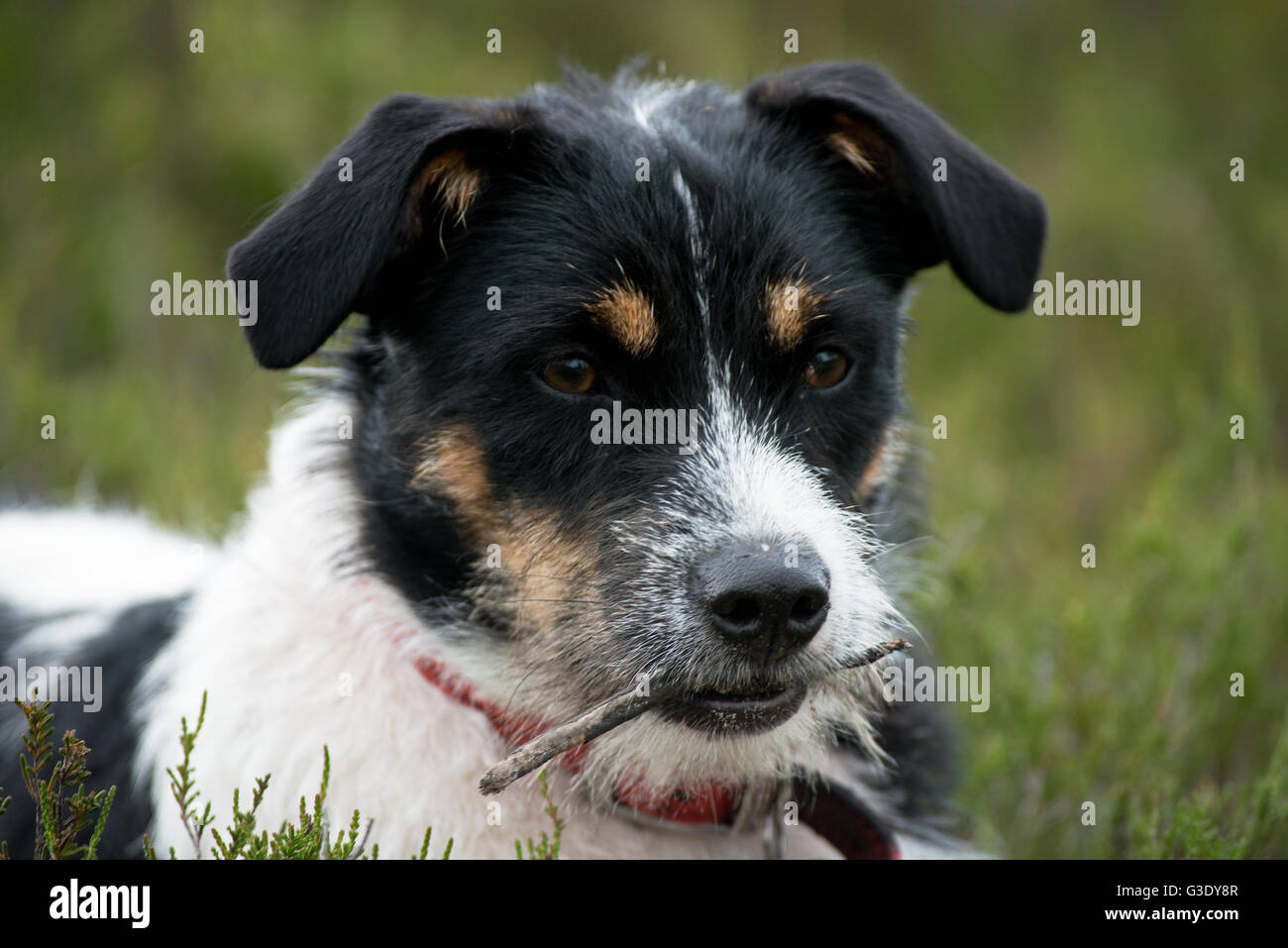 Working jack russell terrier hi-res stock photography and images - Alamy