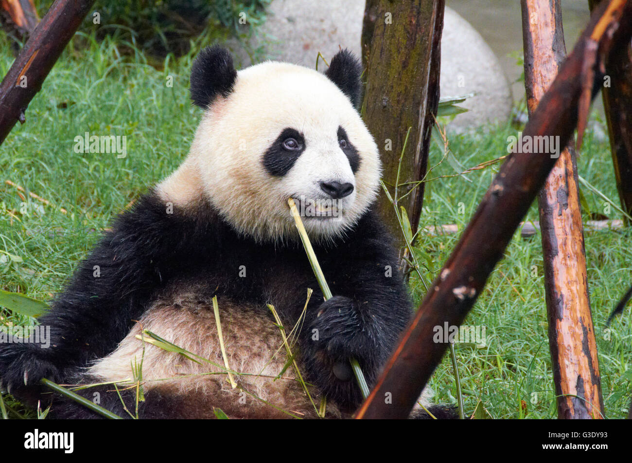 Panda bear at Chengdu Research Base of Giant Panda Breeding Stock Photo ...