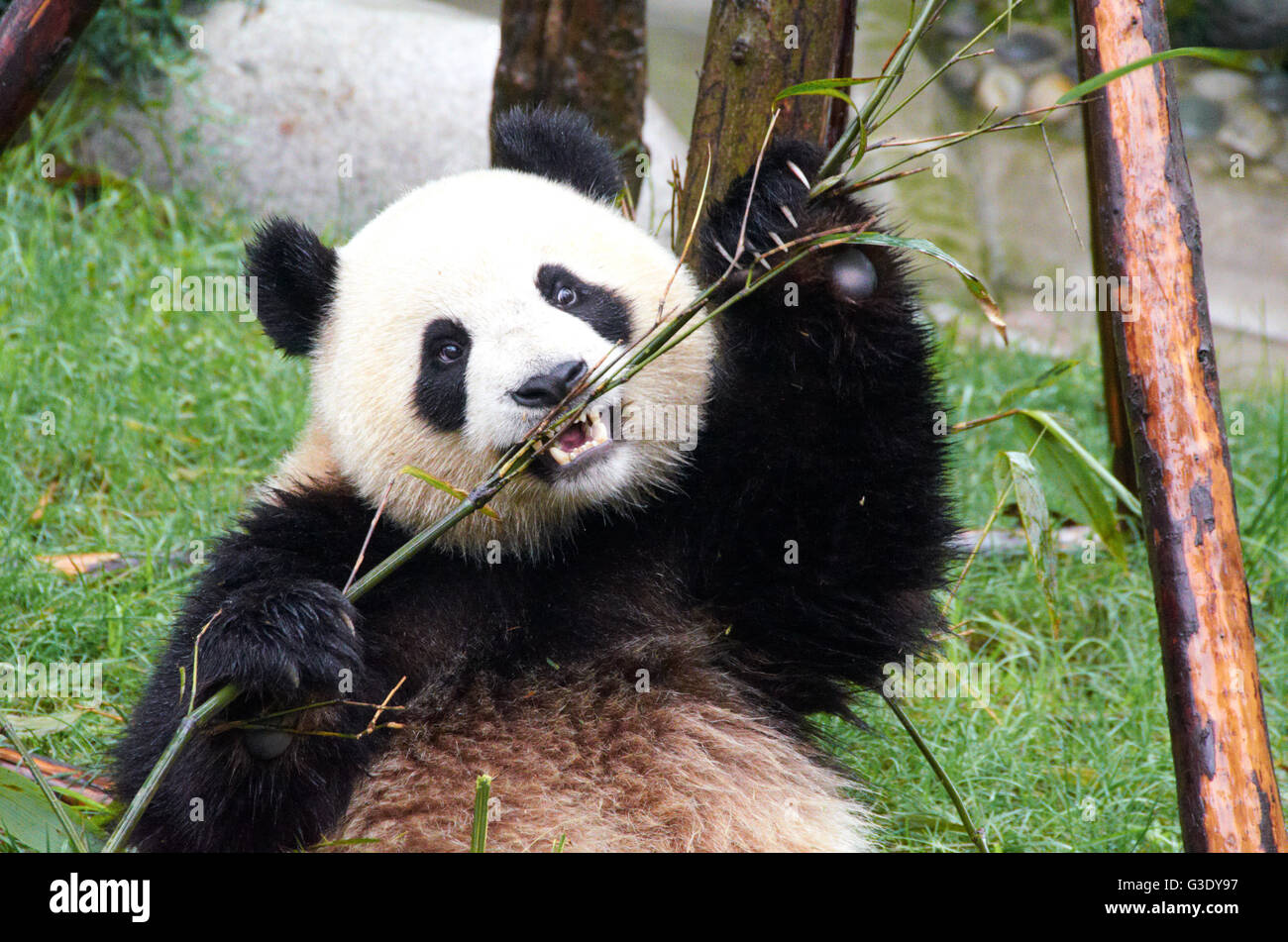 Panda bear at Chengdu Research Base of Giant Panda Breeding Stock Photo ...