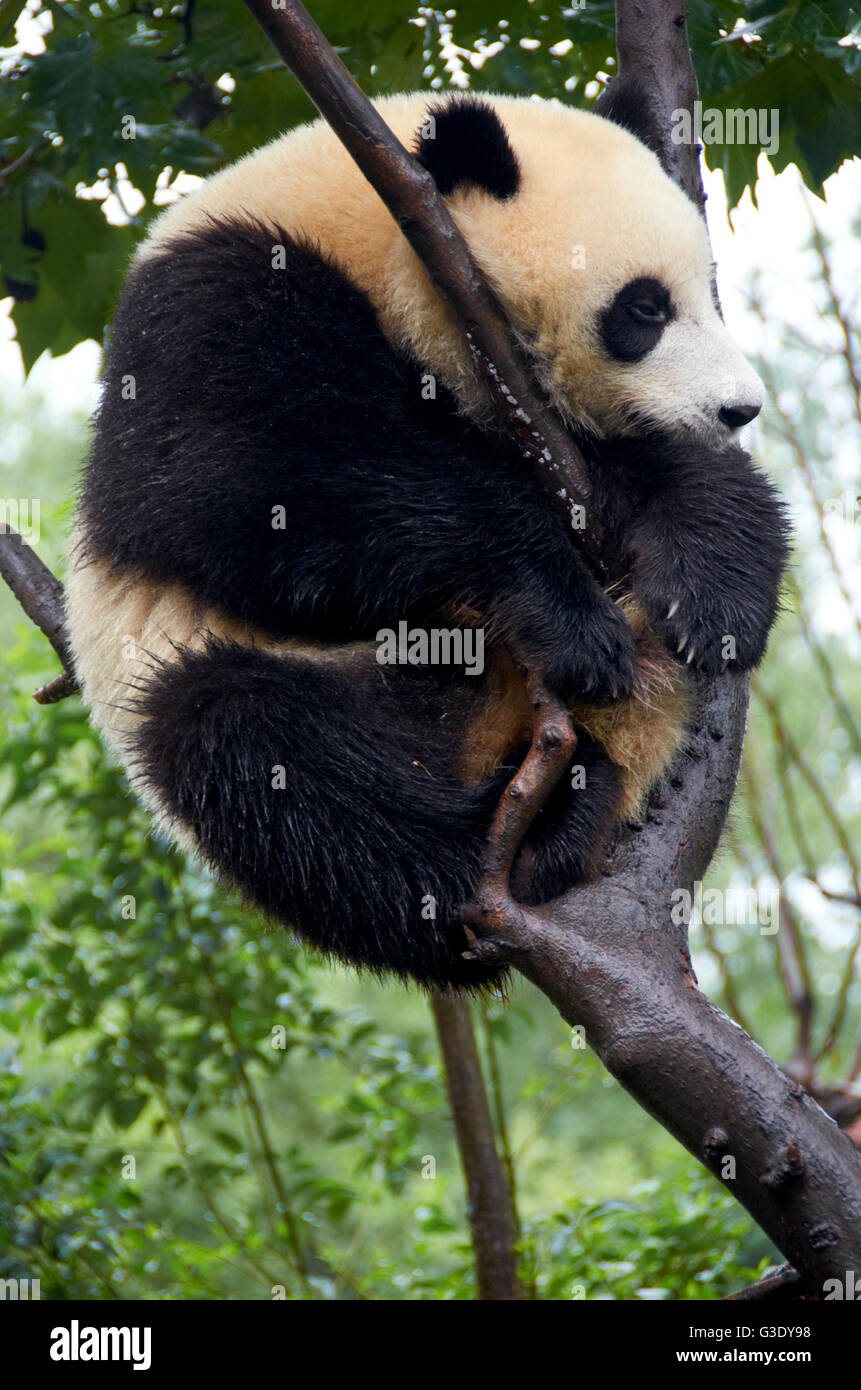 Panda bear at Chengdu Research Base of Giant Panda Breeding Stock Photo ...