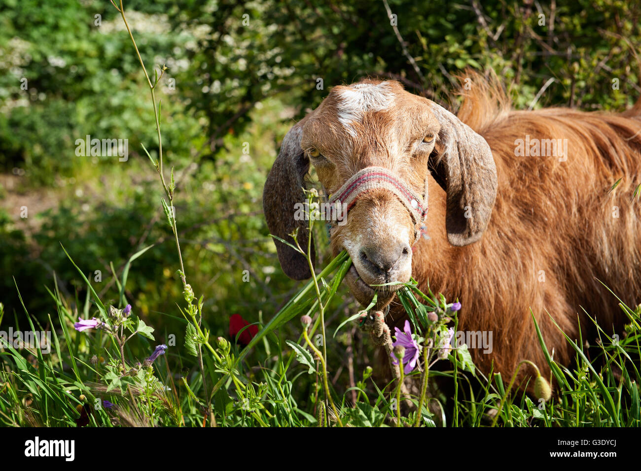 Goat grazing looking camera hi-res stock photography and images - Alamy
