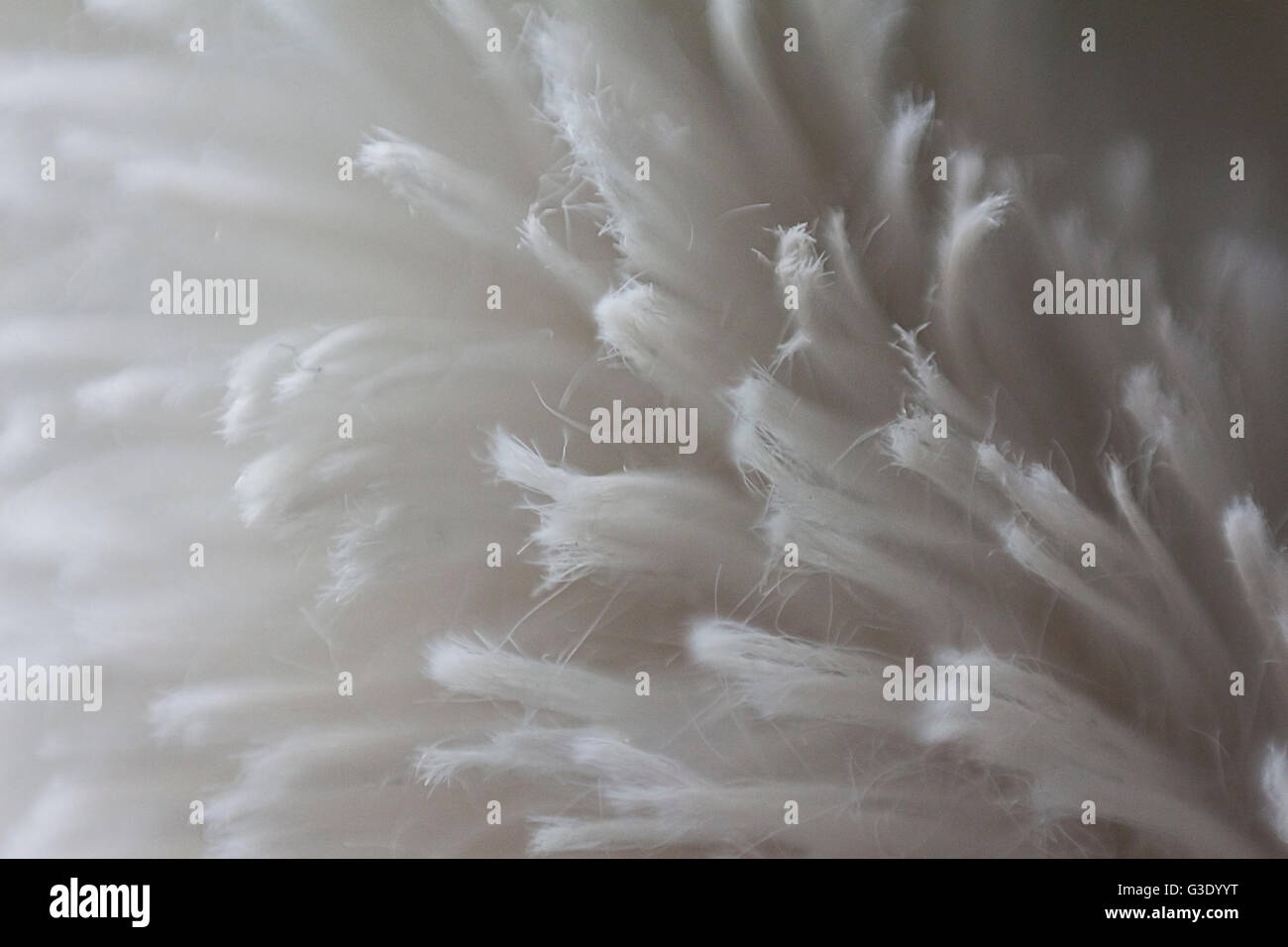 A macro image close up of fuzzy fibers Stock Photo - Alamy