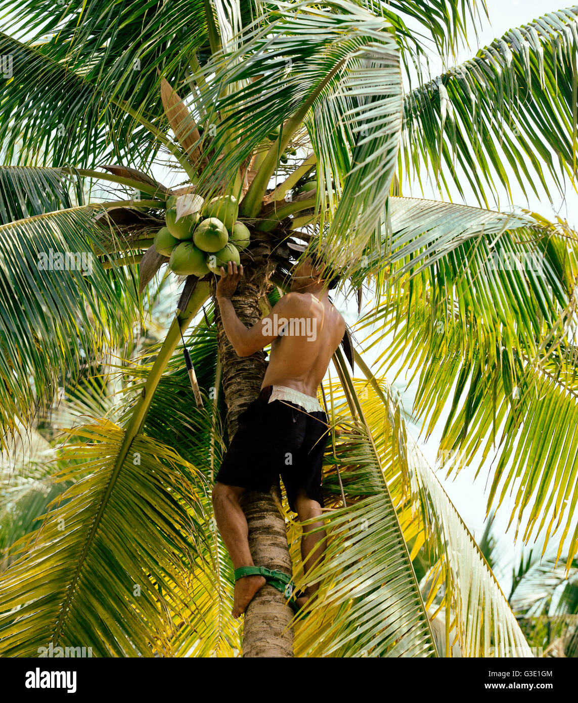 Caribbean coconut picking hi-res stock photography and images - Alamy