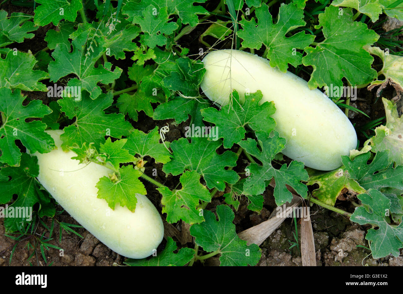 Agriculture benincasa hispida or winter melon at grow plant crops Stock ...