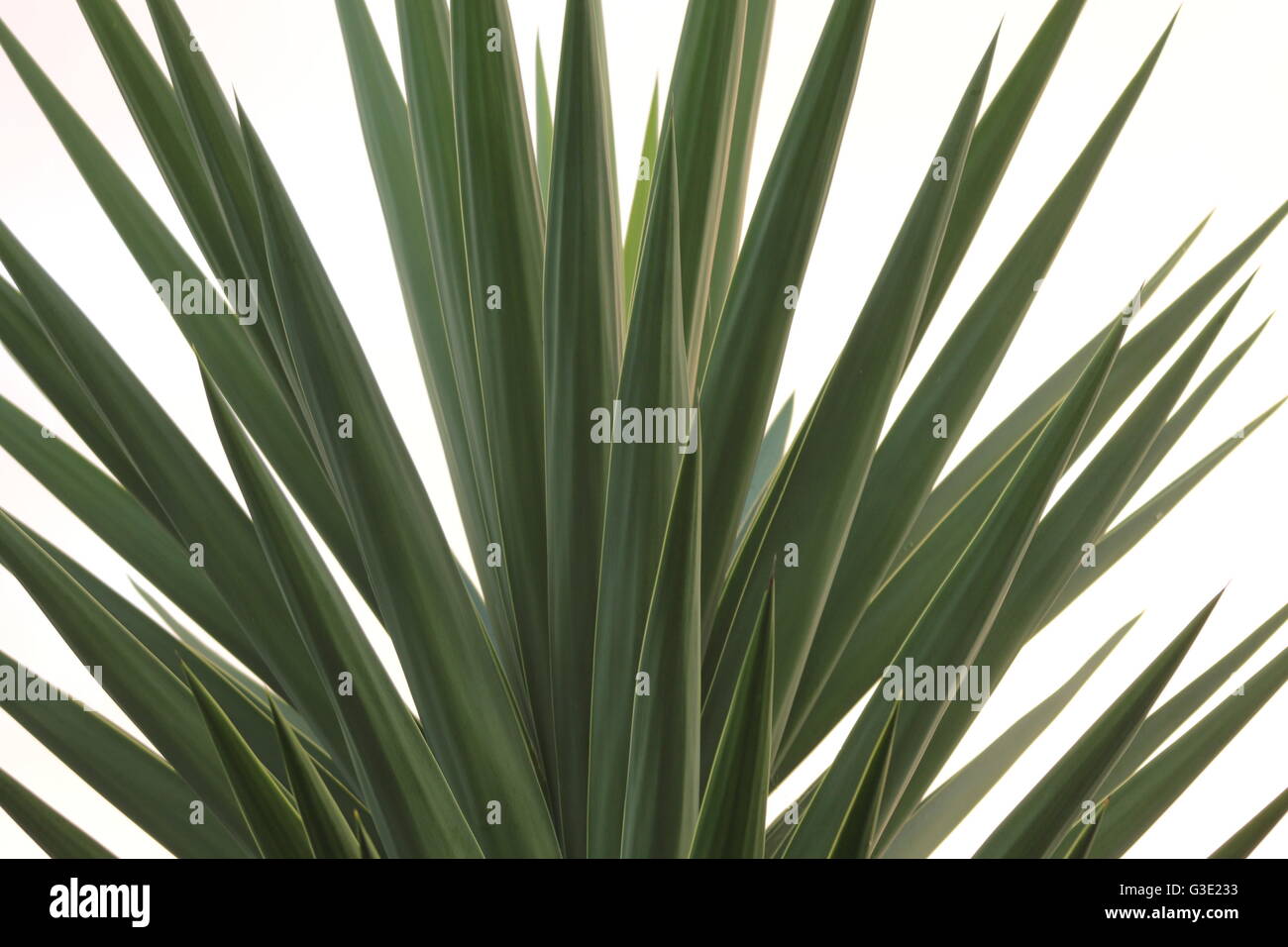 Sharp Pointed Stock Photos & Sharp Pointed Stock Images - Alamy