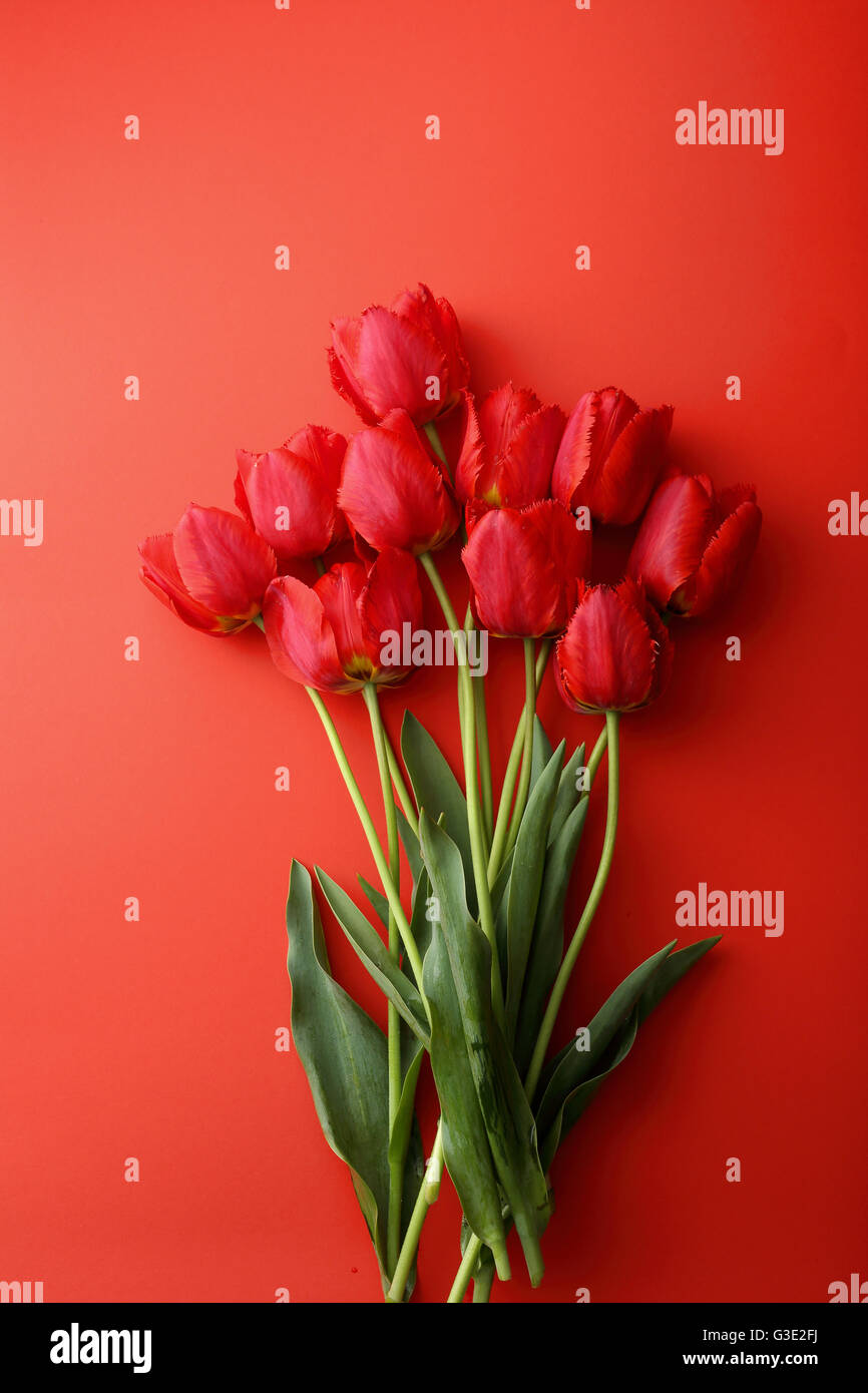 Top view red tulips hi-res stock photography and images - Alamy