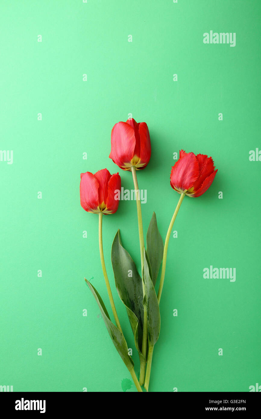 Three red tulips bouquet hi-res stock photography and images - Alamy
