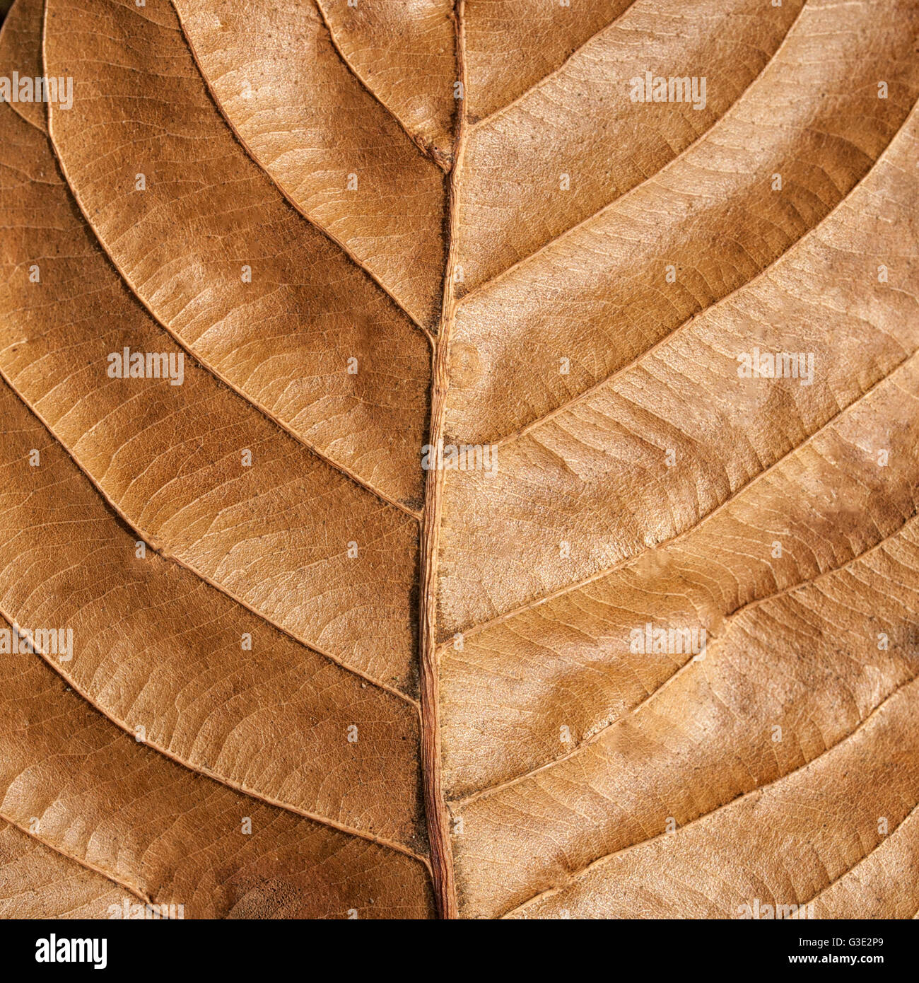 Old brown leaf texture background Stock Photo - Alamy