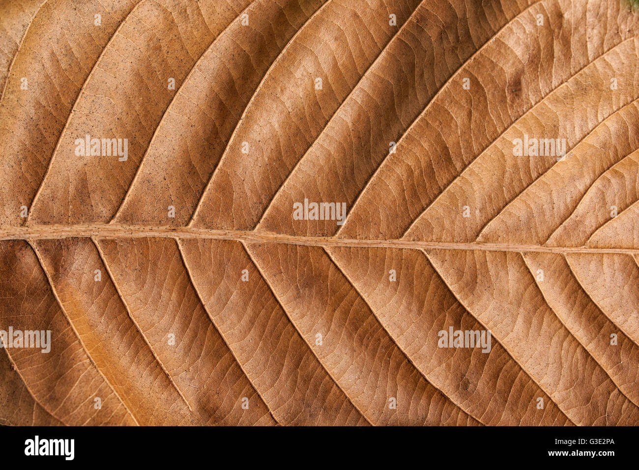 Old brown leaf texture background Stock Photo - Alamy