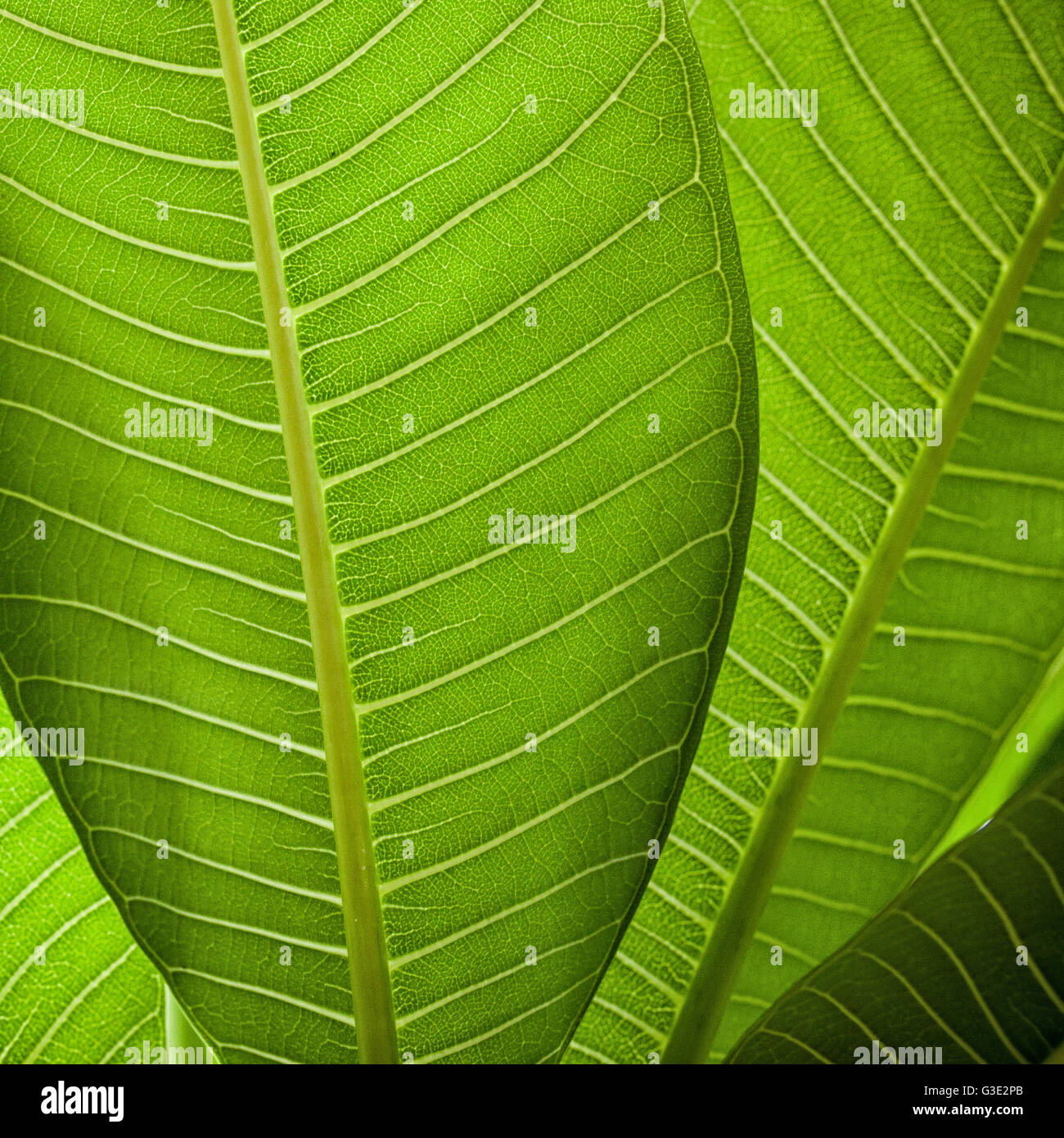 Fresh green leaf texture background Stock Photo - Alamy