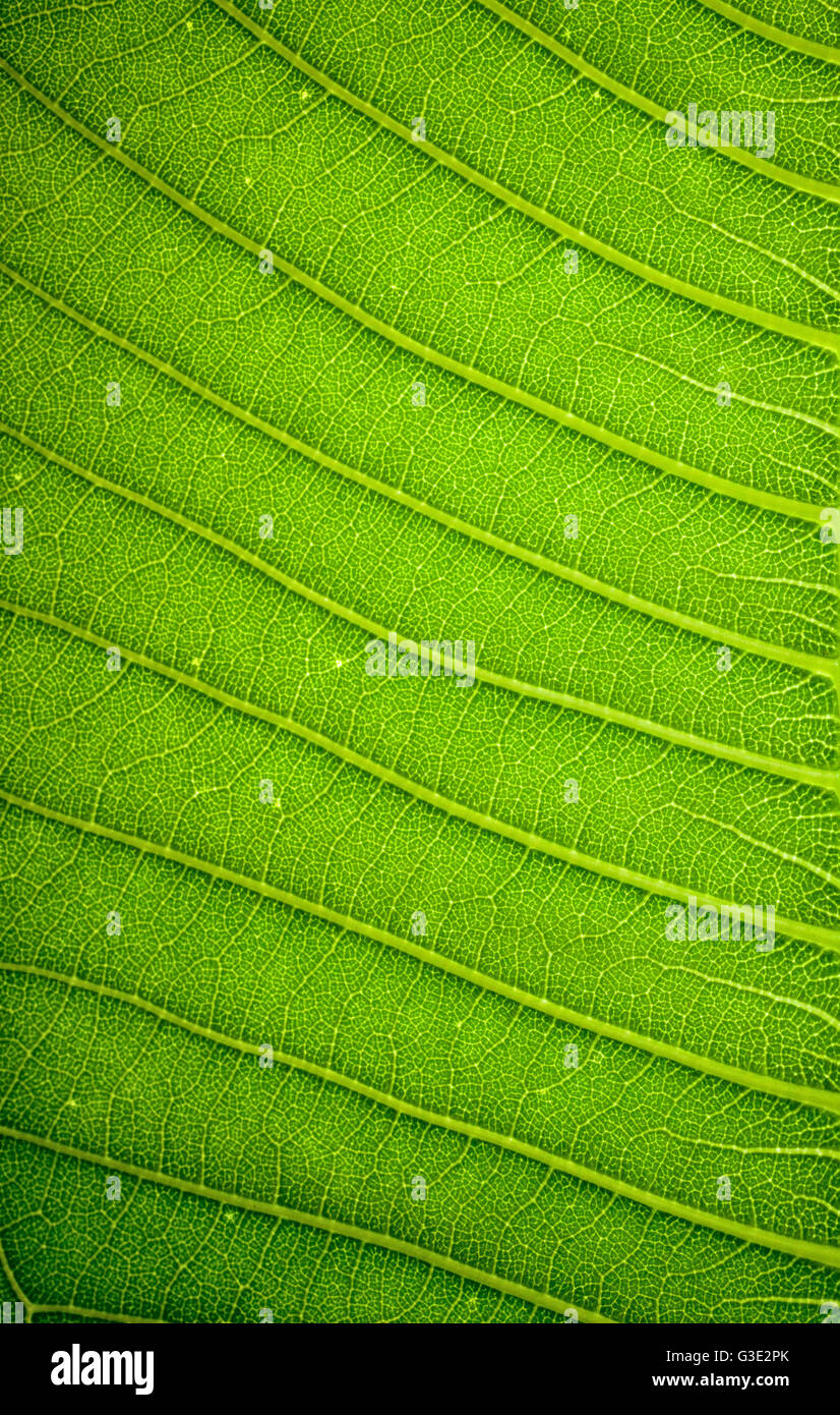 Fresh green leaf texture background Stock Photo - Alamy