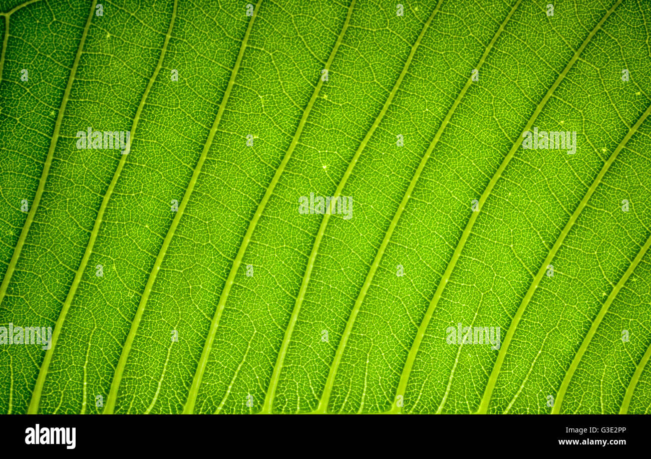 Fresh green leaf texture background Stock Photo - Alamy