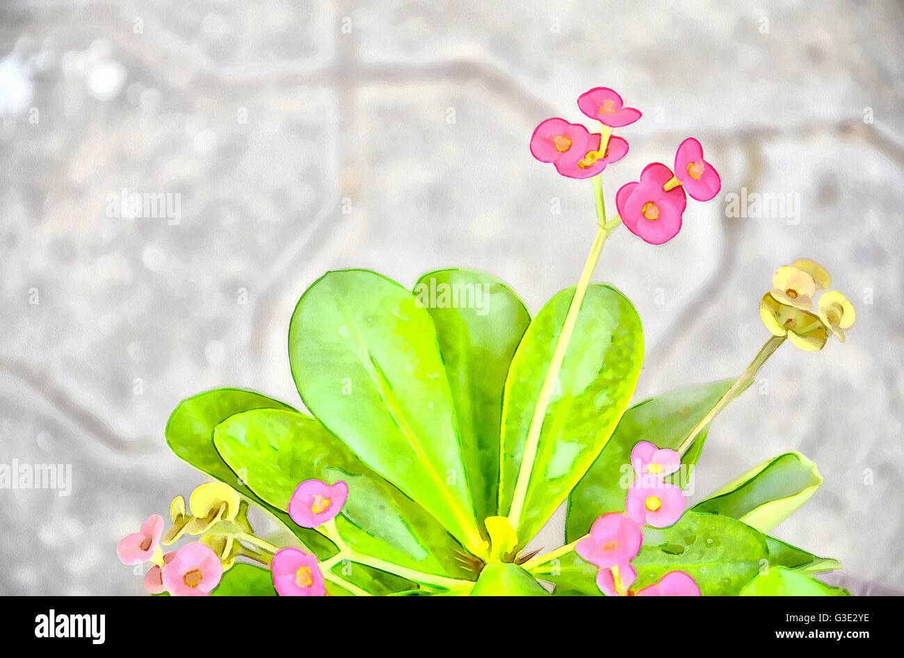 Christ Plant with red flowers Stock Photo - Alamy