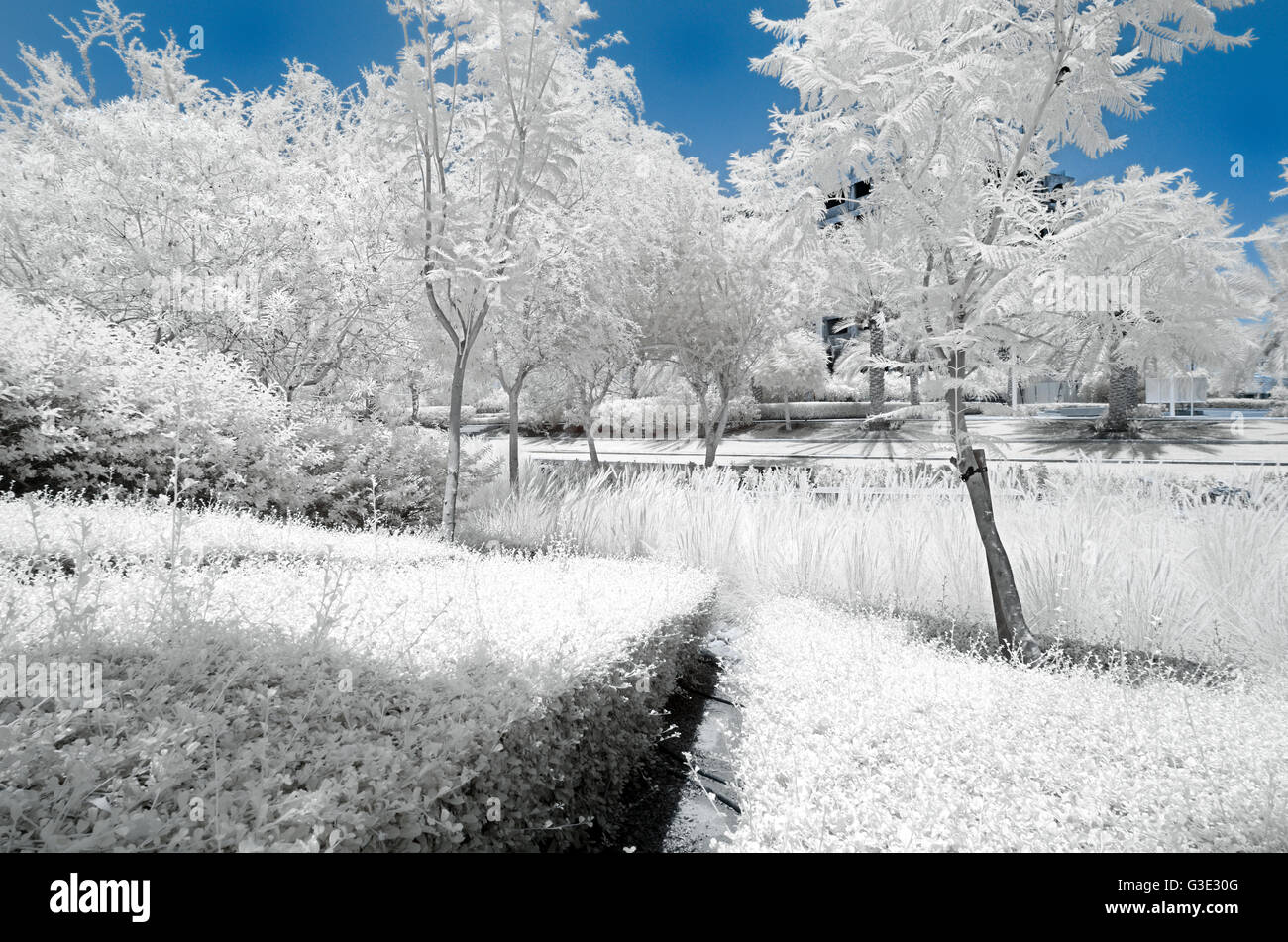 Infrared image of trees and shrubs in a park in false color Stock Photo ...